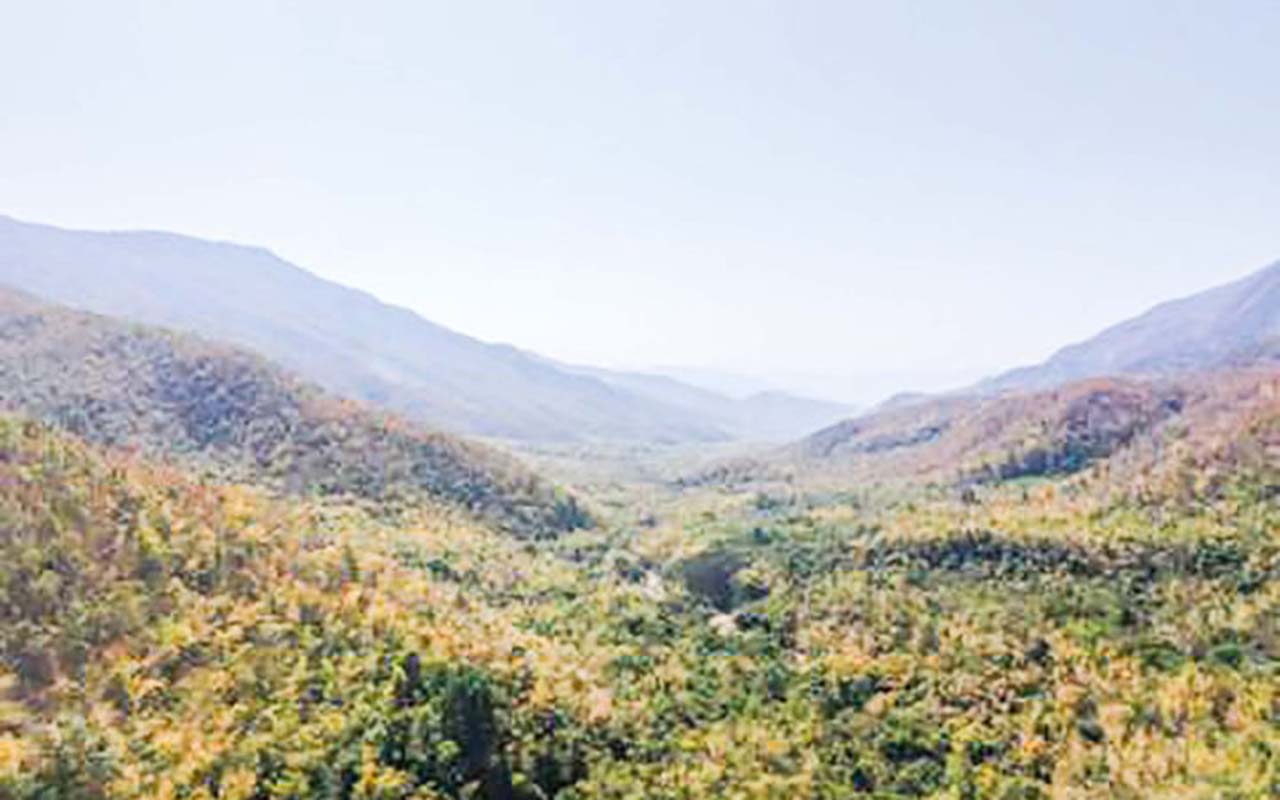 Water runs dry, the impact of Eucalyptus trees | Myanmar Digital News