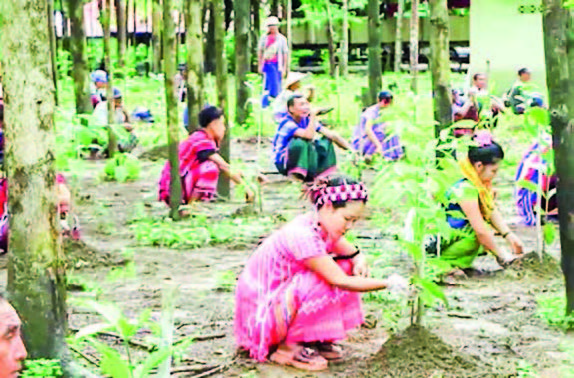 Kayin State plans 1,000 acres of Robusta coffee cultivation for 2024-25 ...