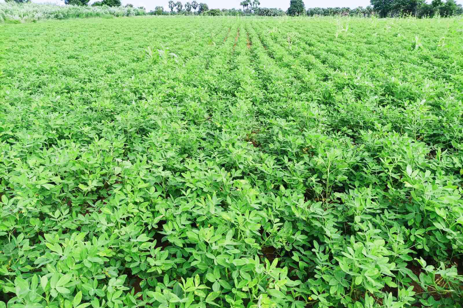 Meiktila Township finishes cultivation of ground nut this monsoon ...