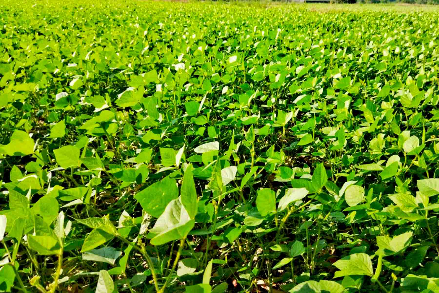 7,732 acres of butter bean earmarked to grow in cold season in Pwintbyu ...