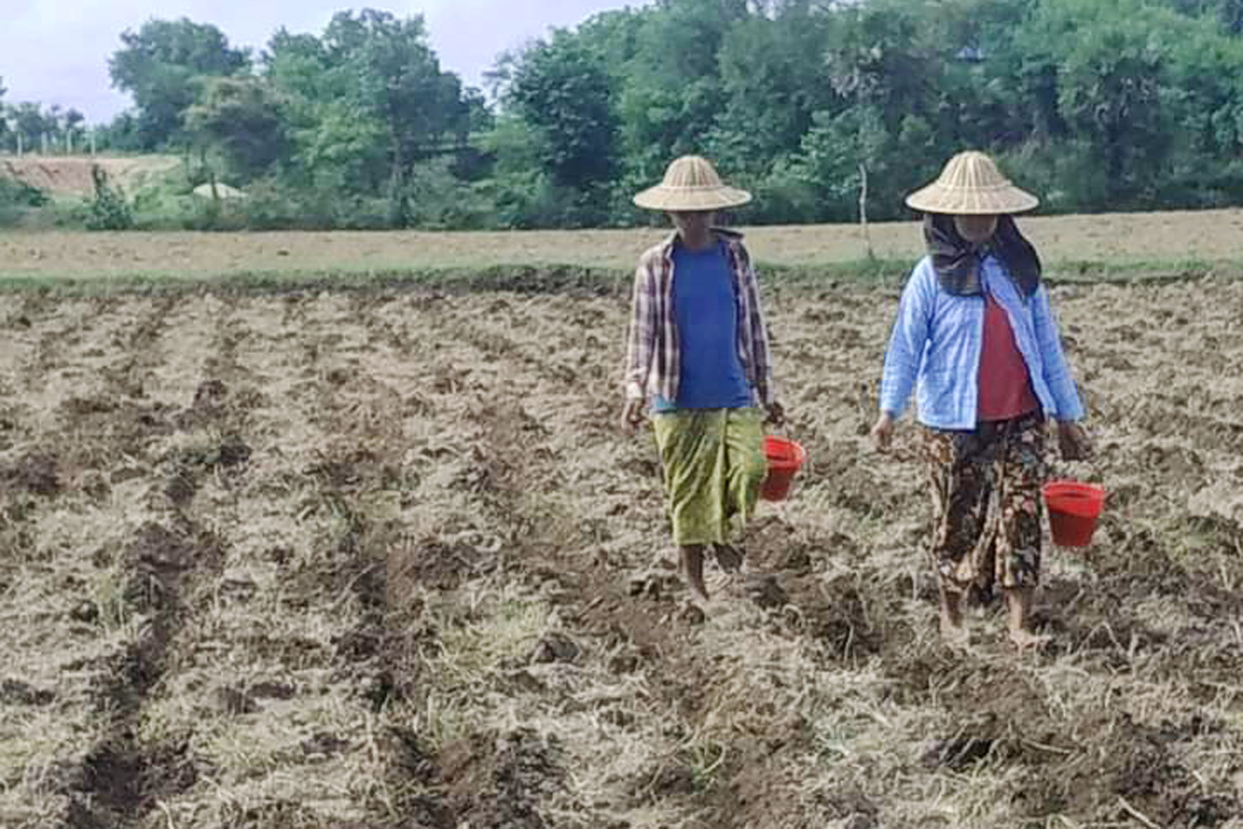 6,485 acres of winter bean varieties earmarked to plant in Meiktila ...