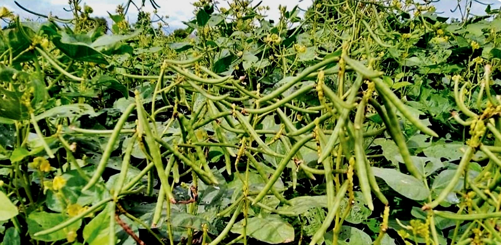 Kanbalu Township plans to grow 40,956 acres of bean varieties in cold ...