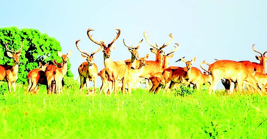 Star tortoises, golden deer attract visitors during Shwesettaw pagoda ...
