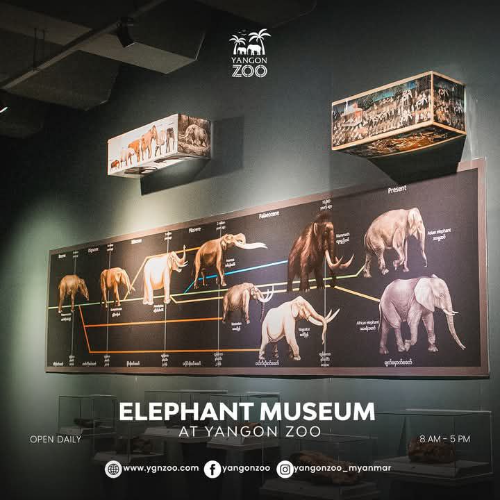 Myanmar’s first international Elephant Museum opens at Yangon Zoo ...