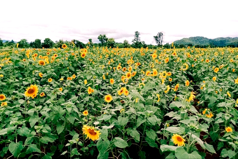 Sunflower Fields Thriving in Mongnai Township, Harvest Approaching ...