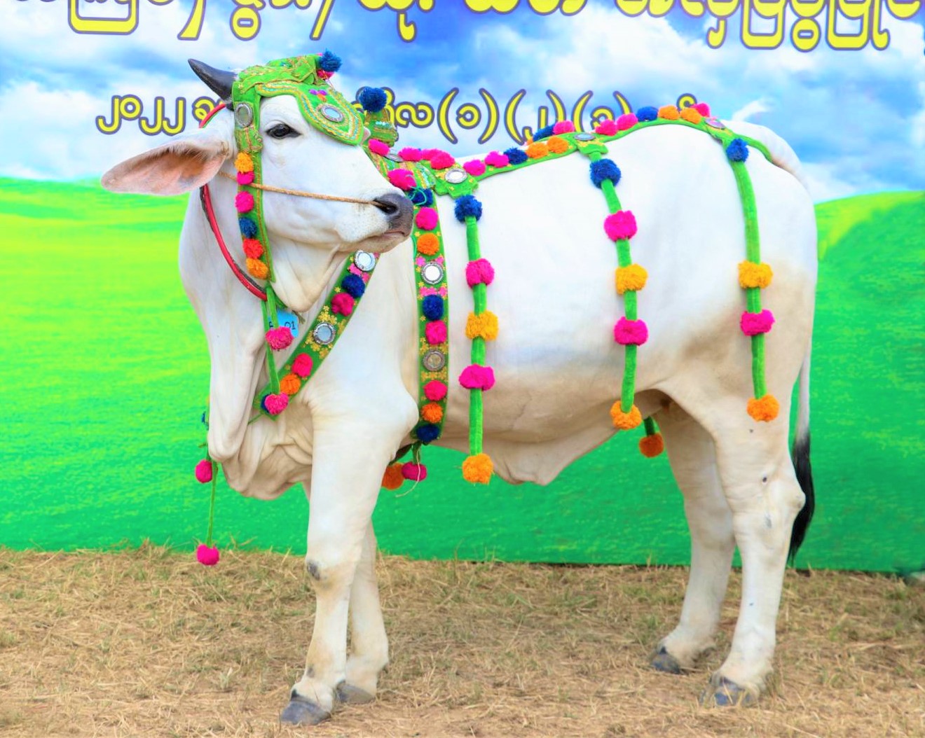 မွေးမြူရေးကဏ္ဍကို အထောက်အကူဖြစ်စေမည့် ဒုတိယအကြိမ်မြောက် မြန့်မာ့နွားအလ