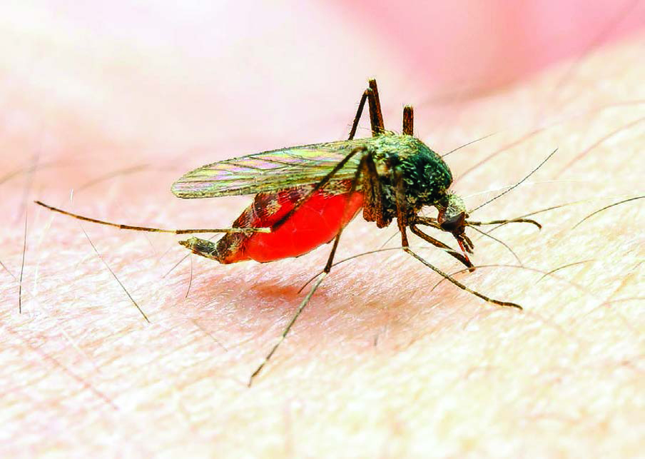 Female Anopheles mosquitoes and malaria | Myanmar Digital News