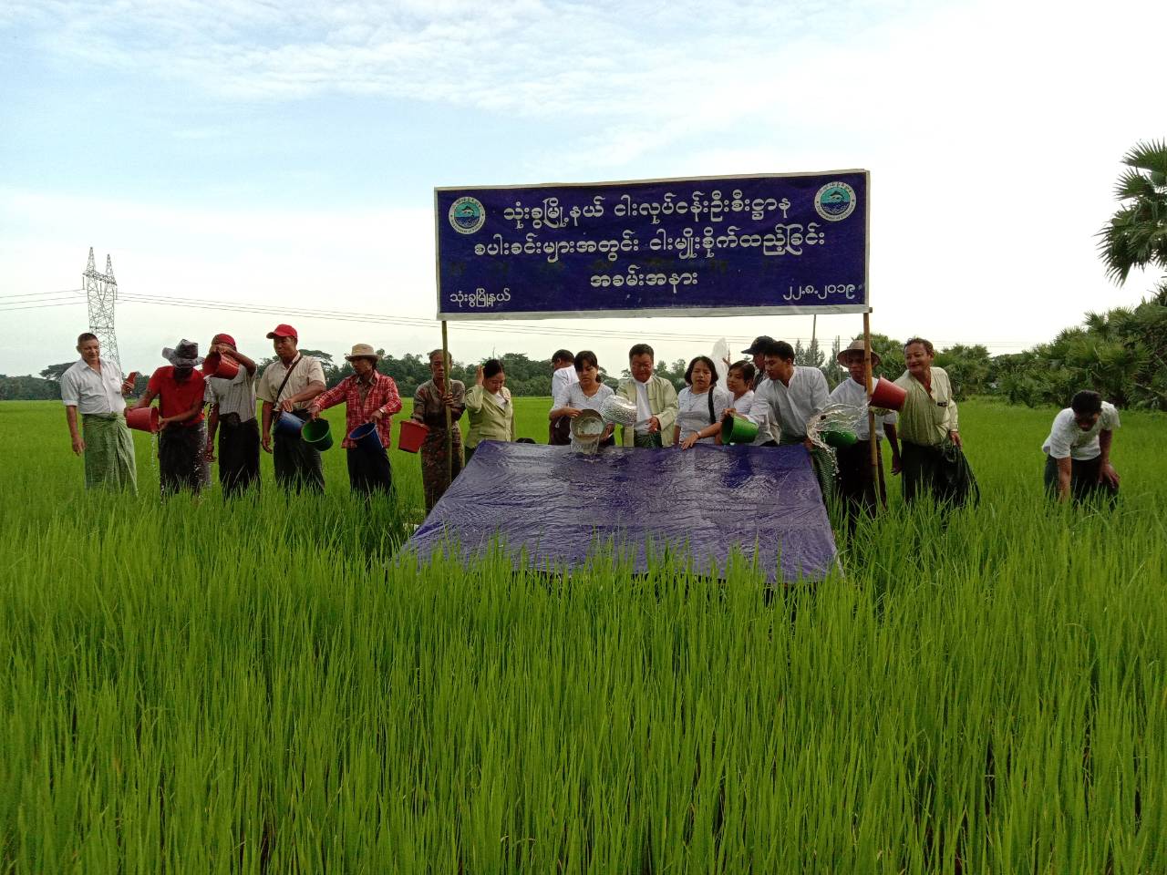 သုံးခွမြို့နယ်တွင်စပါးခင်းထဲ ငါးမျိုးစိုက်ထည့်ခြင်းလုပ်ငန်း ဆောင်ရွက