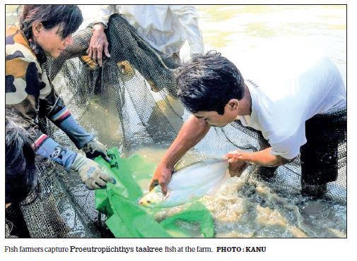Myanmar to designate Proeutropiichthys taakree as National Fish ...